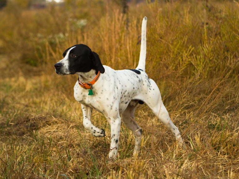 The Pointer: A Remarkable Breed with Deep Roots in England - Tooth ...