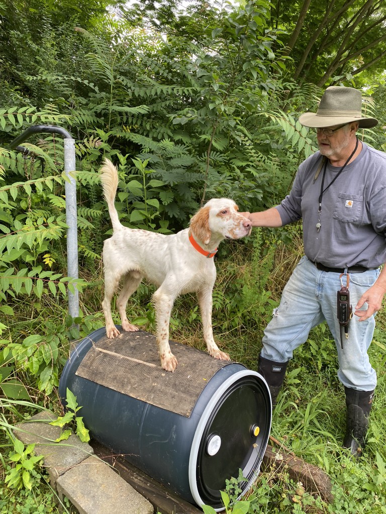Training and Techniques for Field-bred Bird Dogs - Tooth Acres Bird Dogs