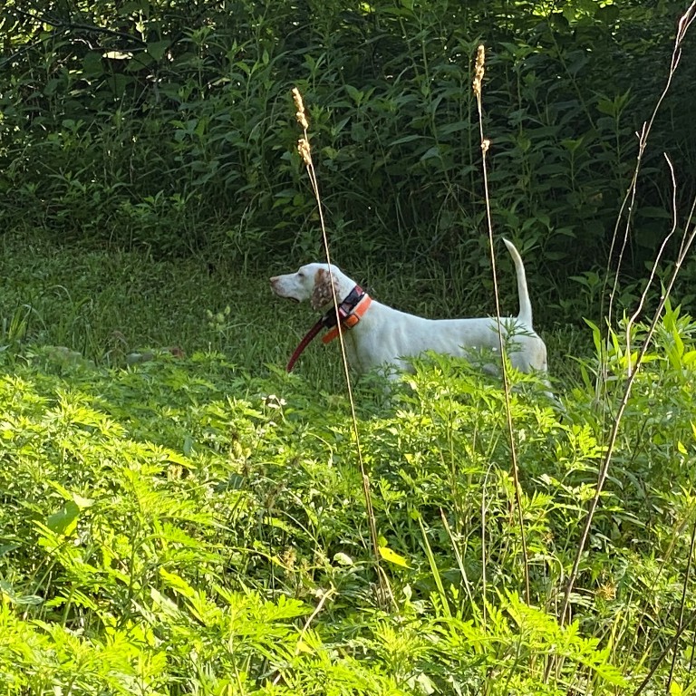 Selecting the Right Field-bred Bird Dog Archives - Tooth Acres Bird Dogs